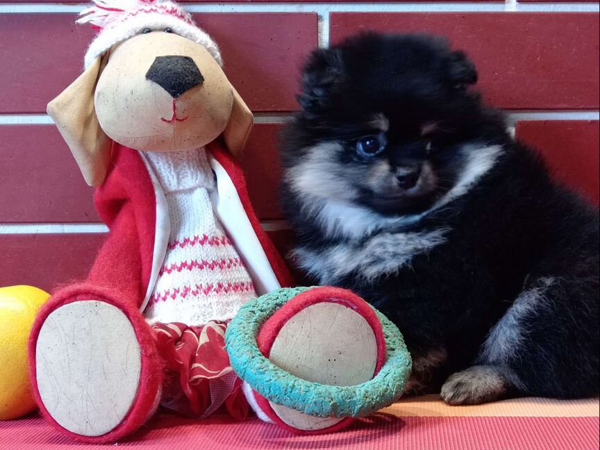 Щенки померанского шпица