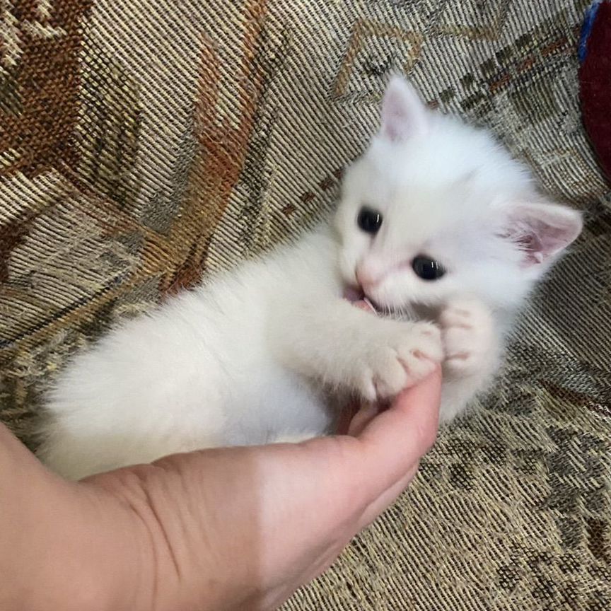 Котенок мальчик бесплатно 2 месяца бронь