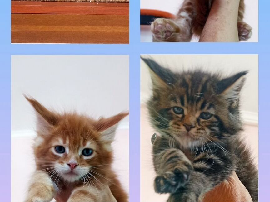 Котята мейн-кун, крупные линии