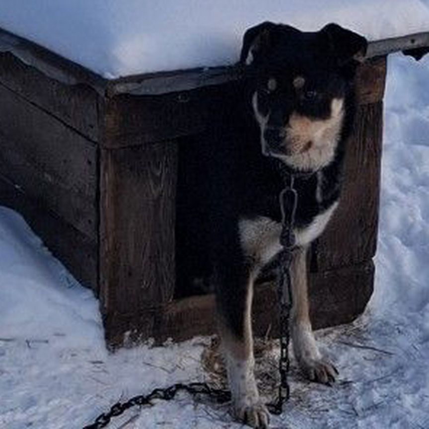 Немецкая овчарка, взрослый пёс