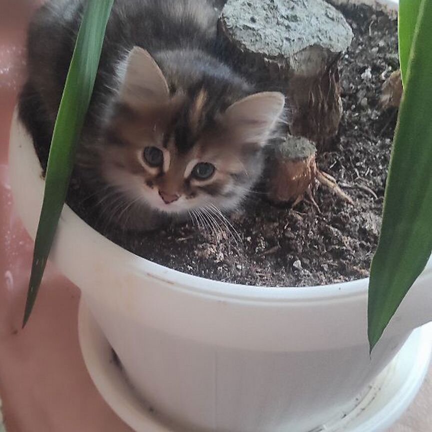 Американский бобтейл длинношёрстный котёнок