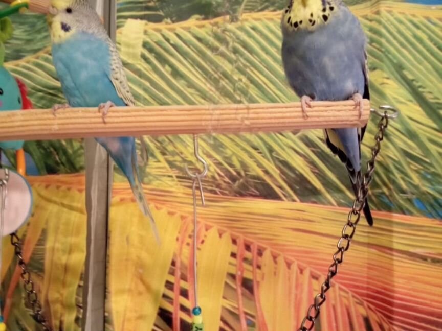 Волнистый попугай Чех