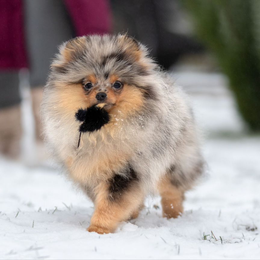 Померанский шпиц, щенок