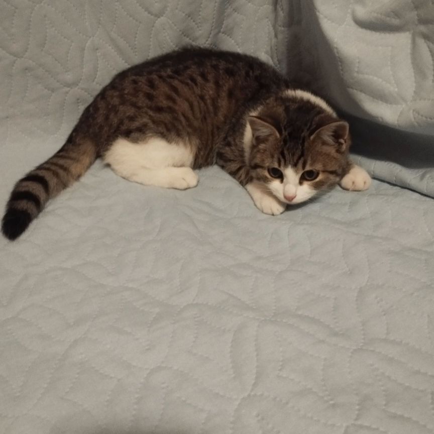 Отдам котенка в добрые руки