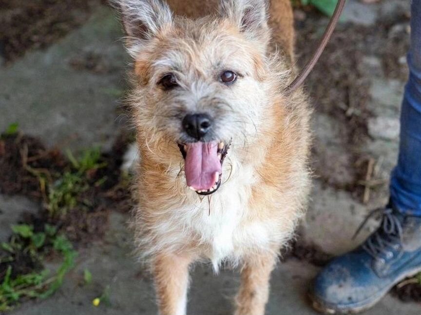 Собака Ежевика в хорошую семью бесплатно