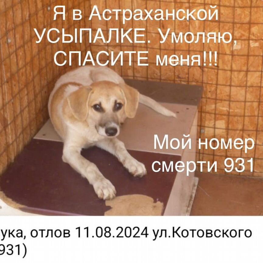 Собаки в усыпалке