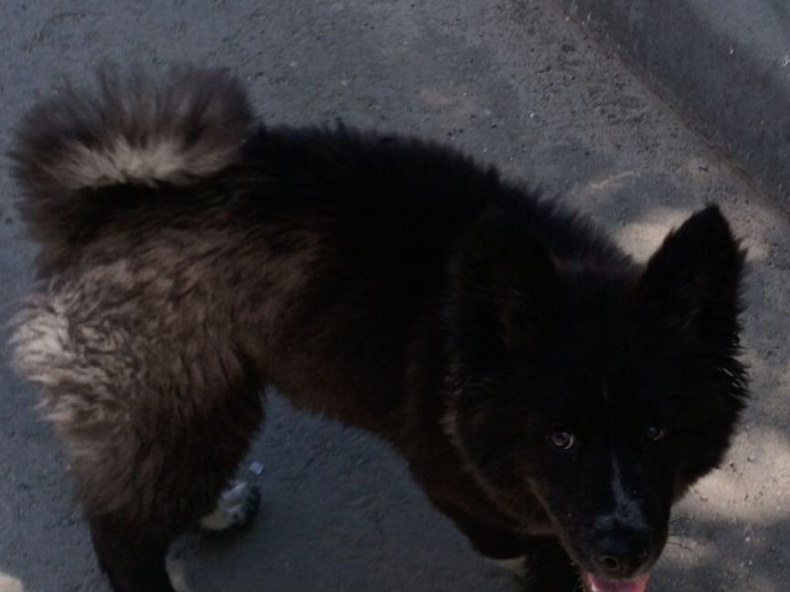 Щенок (девочка ),в добрые руки