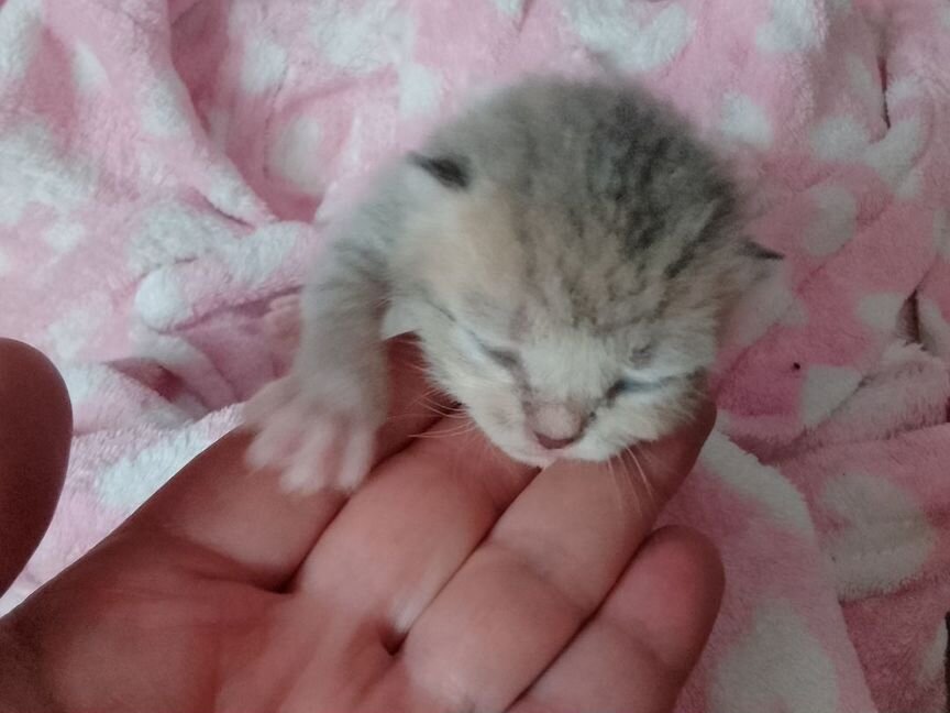 Котёнок сиротка