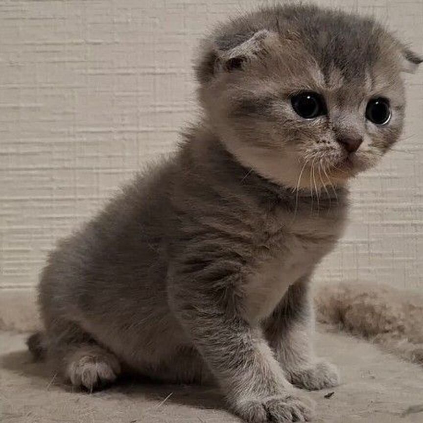 Шотландский вислоухий короткошёрстный котёнок