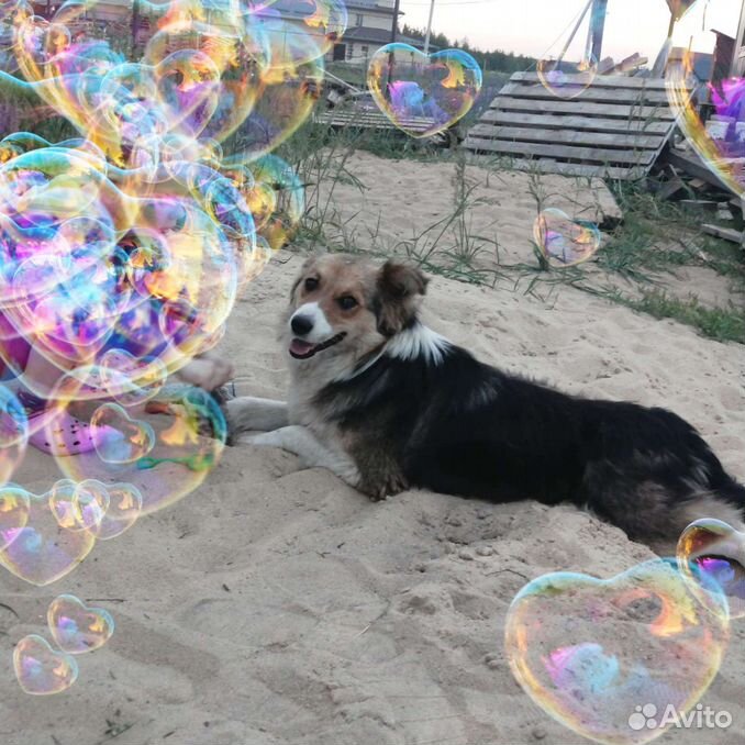 Собака для охоты