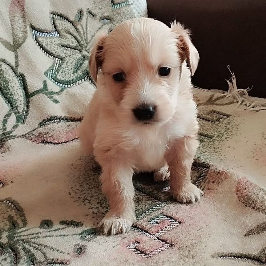 Щенки кокер спаниеля