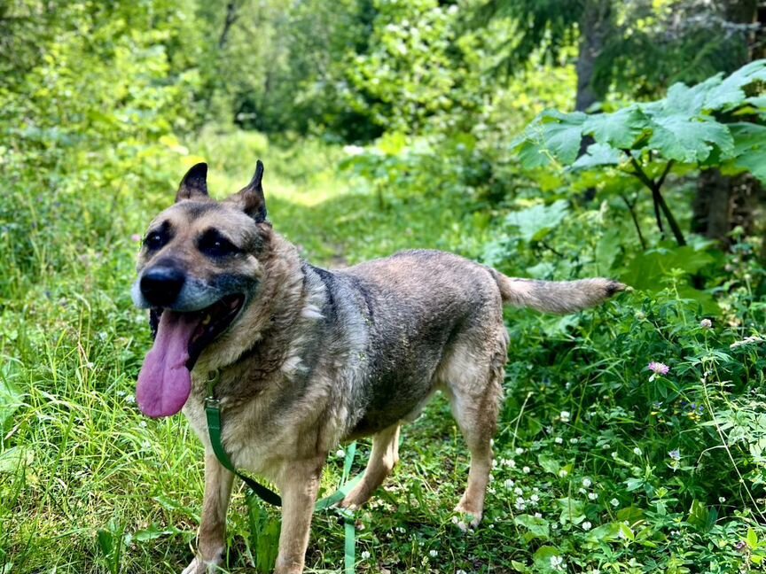 Мирон спокойный добрый пёс ищет дом