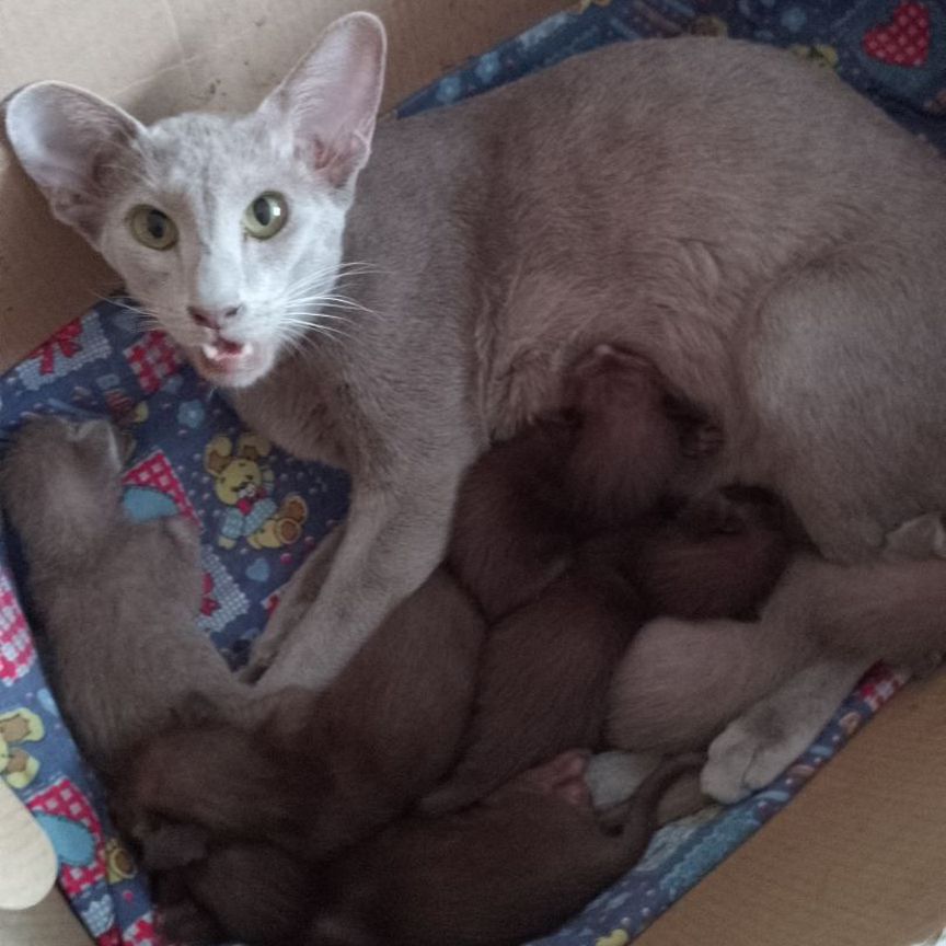 Ориентальные котята