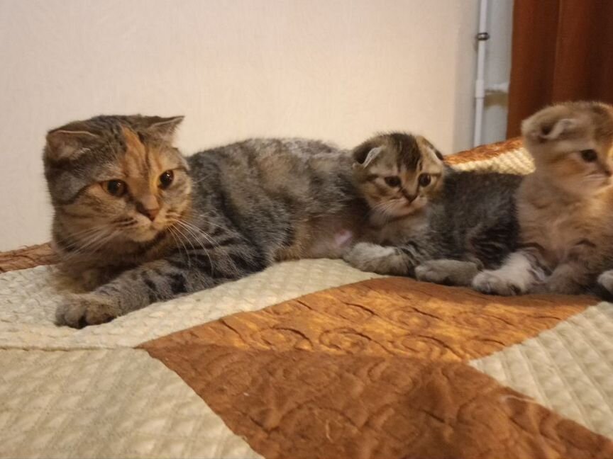 Шотландские котята от кошки, по имени Радость