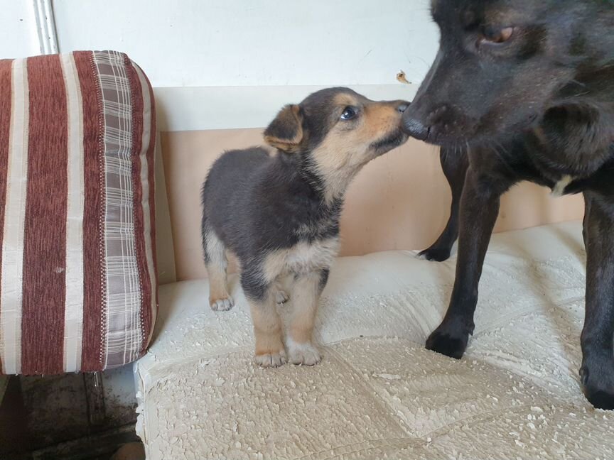 Маленький щенок девочка отдам