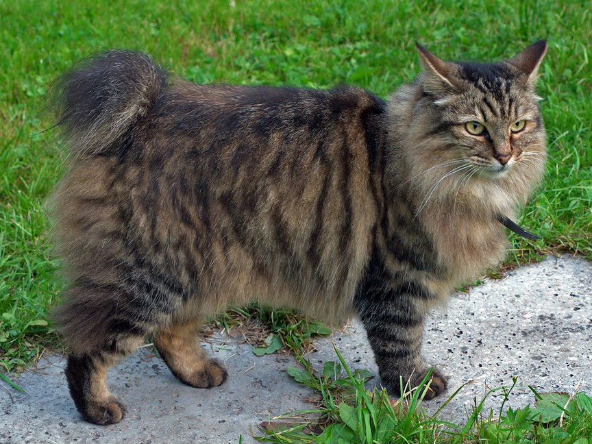 Котята помесь