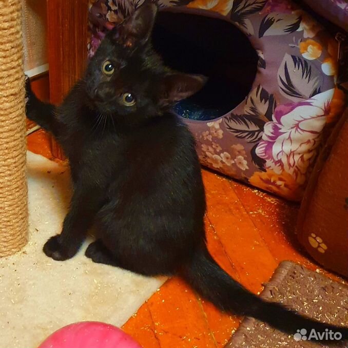 Спасенные котята ищут дом