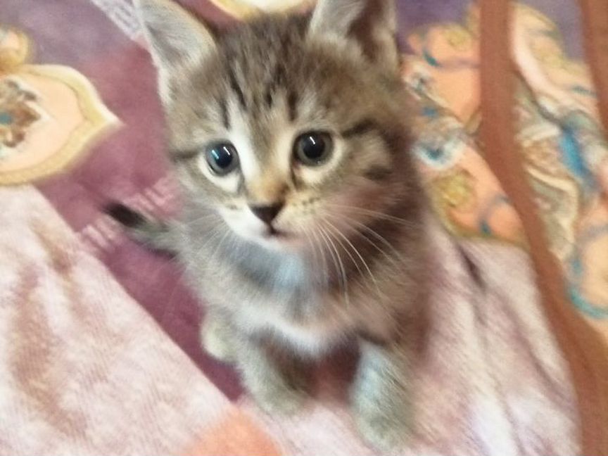 Котята в добрые руки бесплатно