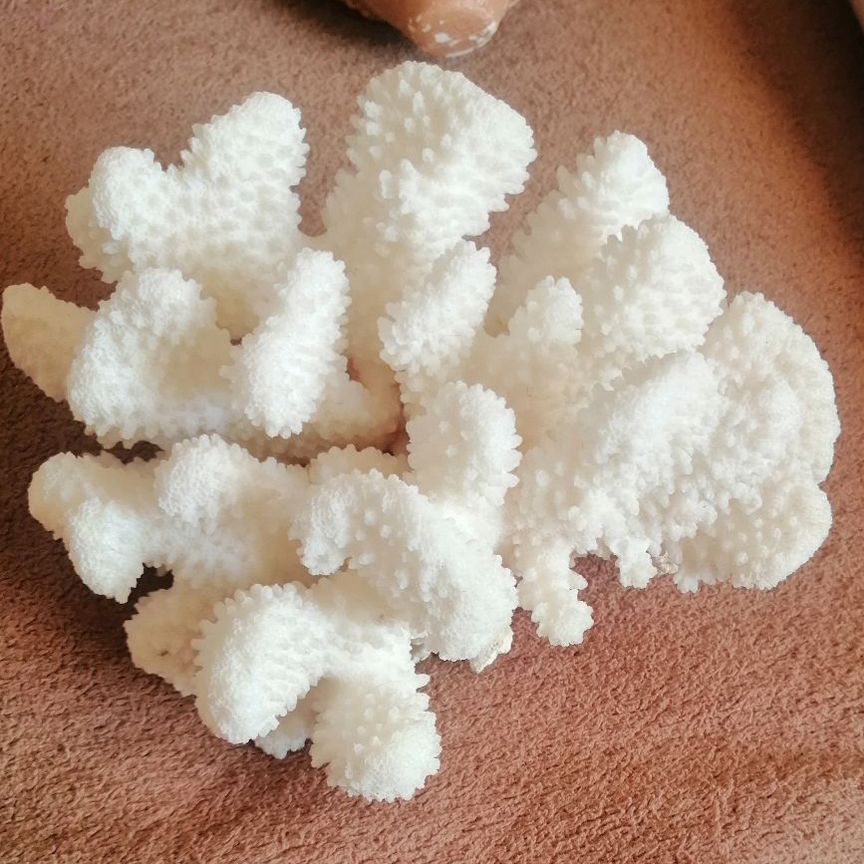 Морские кораллы, раковины