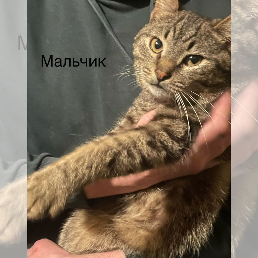 Красивый котик в добрые руки