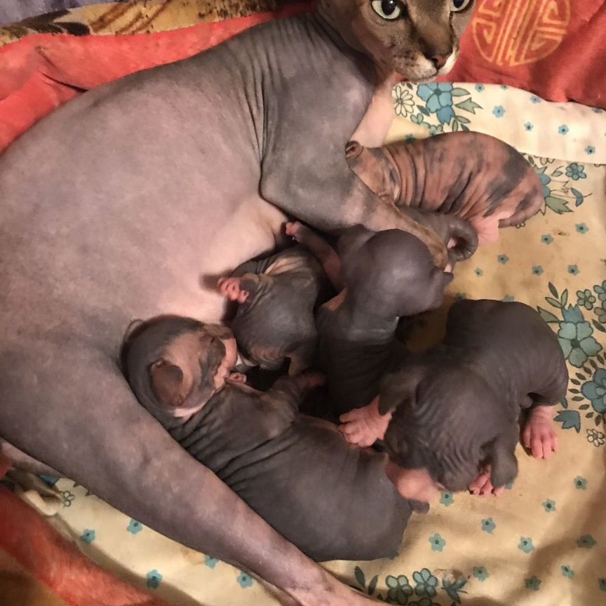 Канадский сфинкс