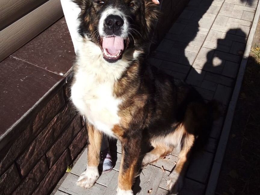 Кавказская овчарка