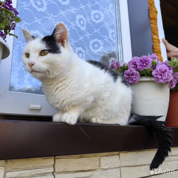 Кошечка Любаша ищет дом