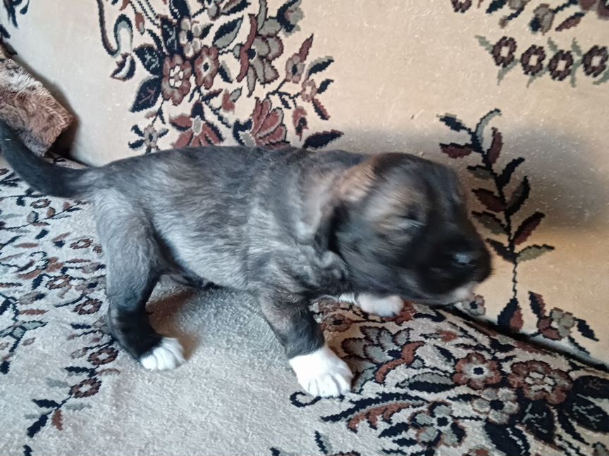 Домашние животные собаки щенки