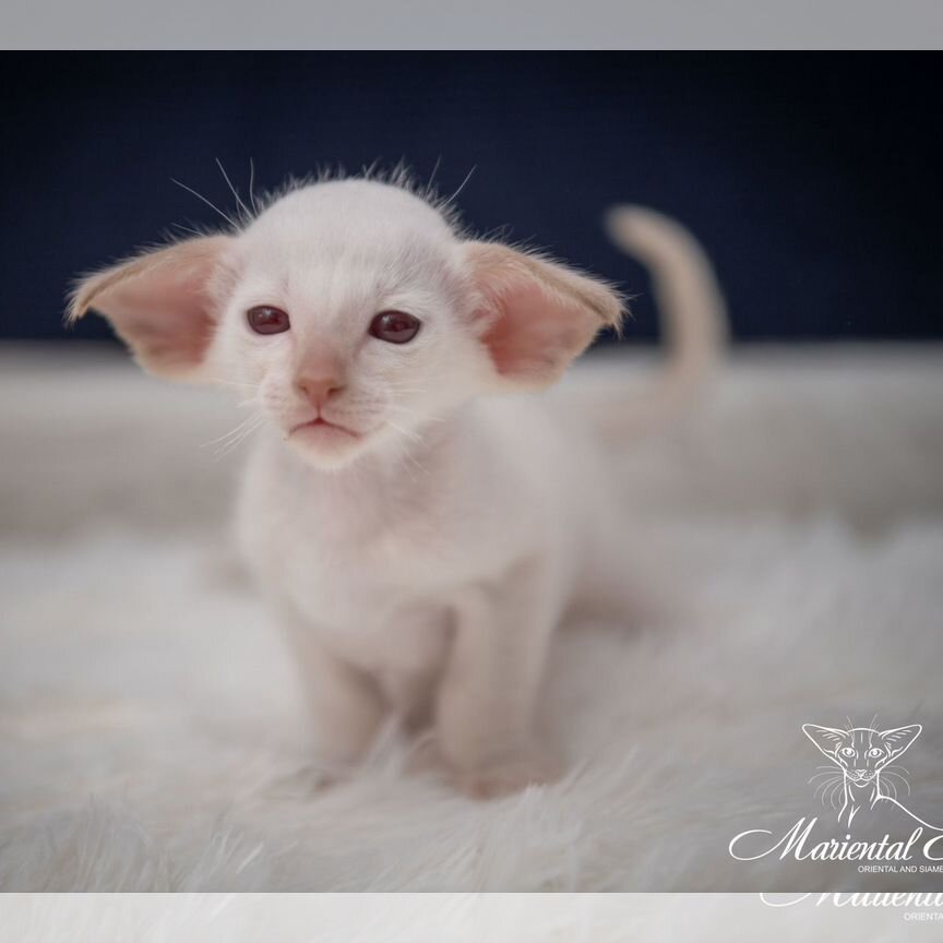 Ориентальный котёнок