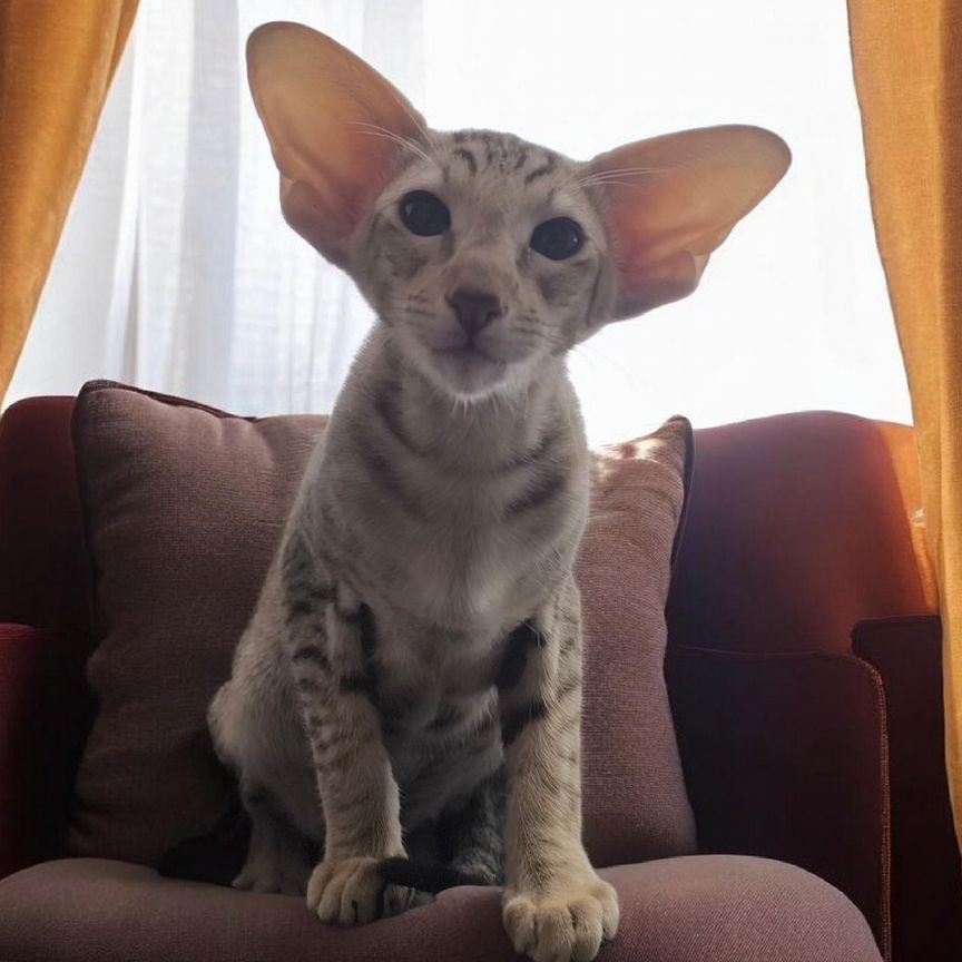 Ориентальный котёнок