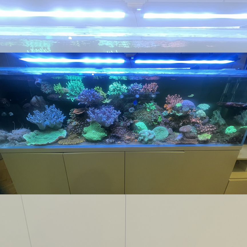 Морские кораллы живые