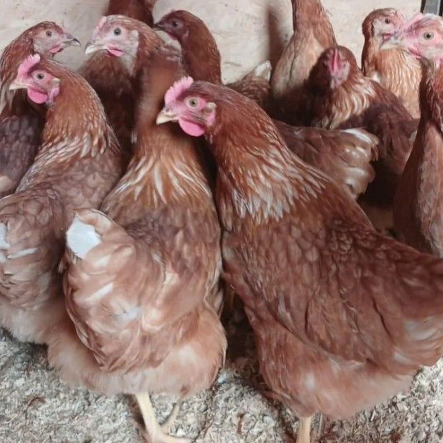 Куры молодки несушки