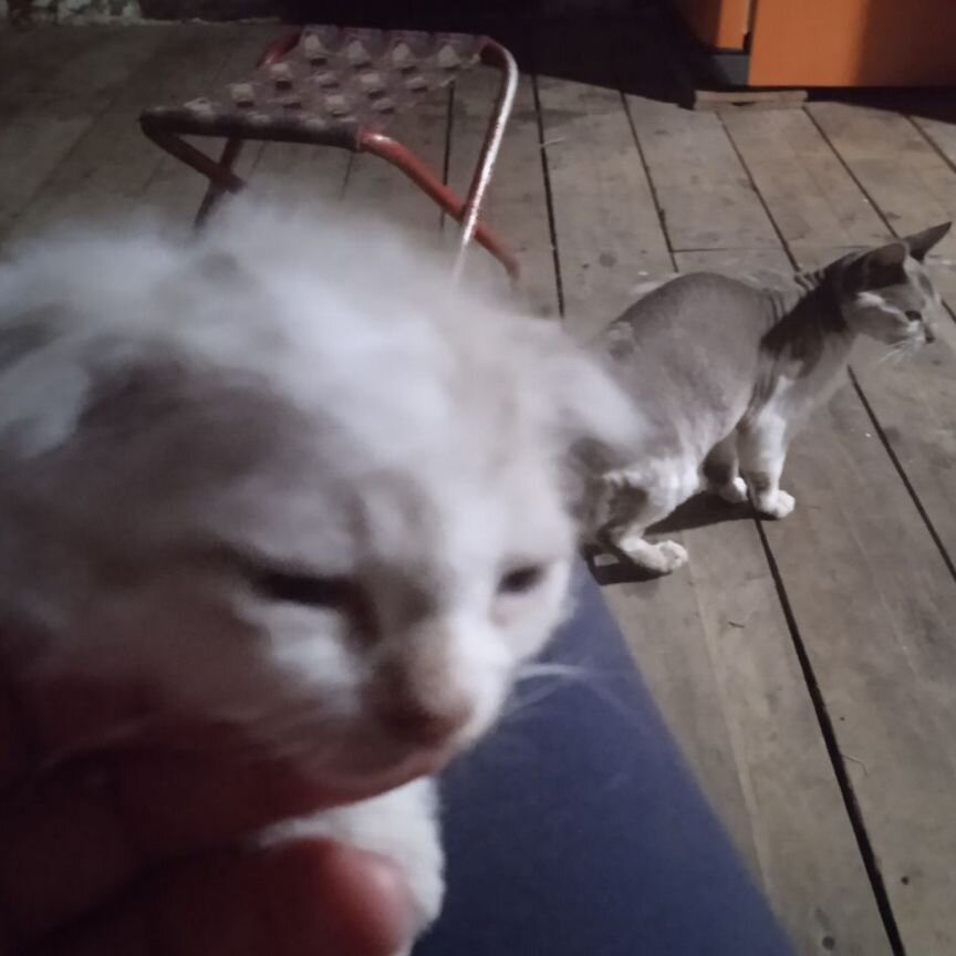 Донской сфинкс котёнок