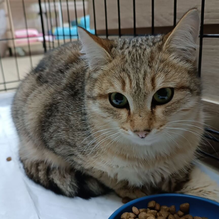 Сибирский котёнок