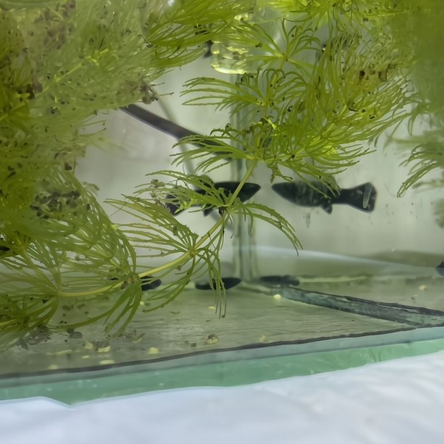 Рыбка "Молинезия" мальчик