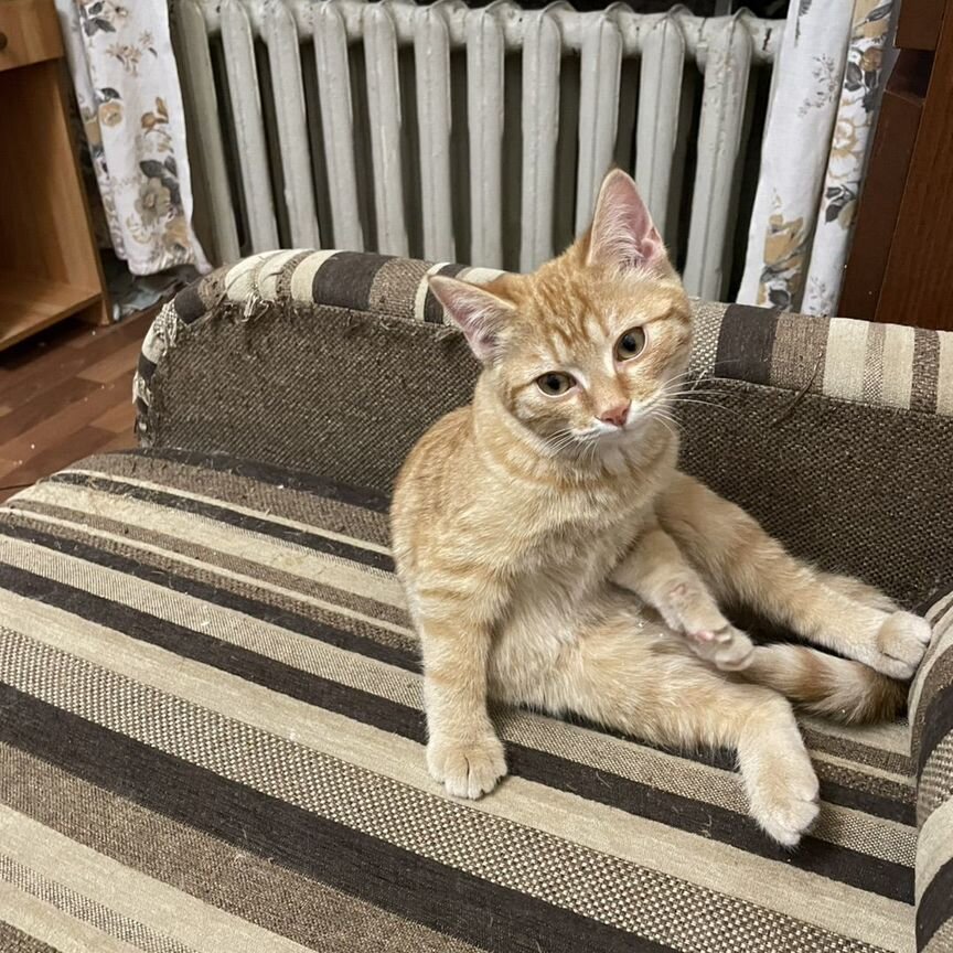 Довольный" в добрые руки