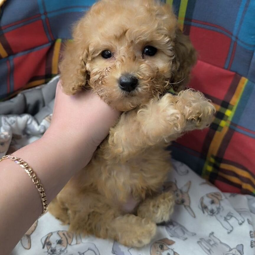 Той-пудель, щенок