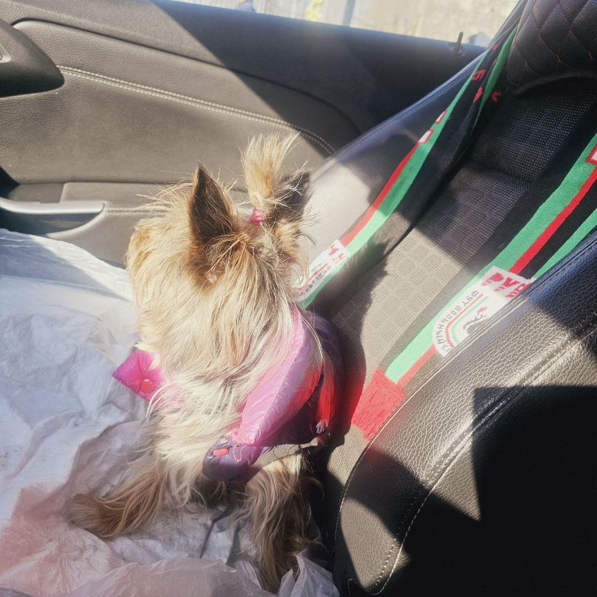 Йоркширский терьер