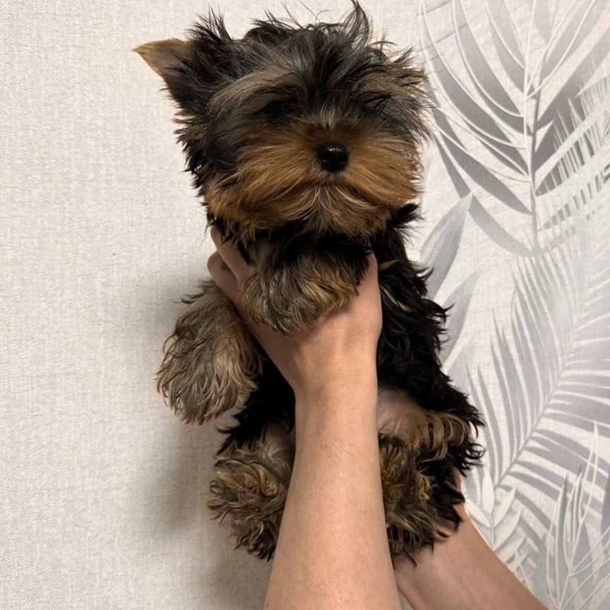 Йоркширский терьер, щенок