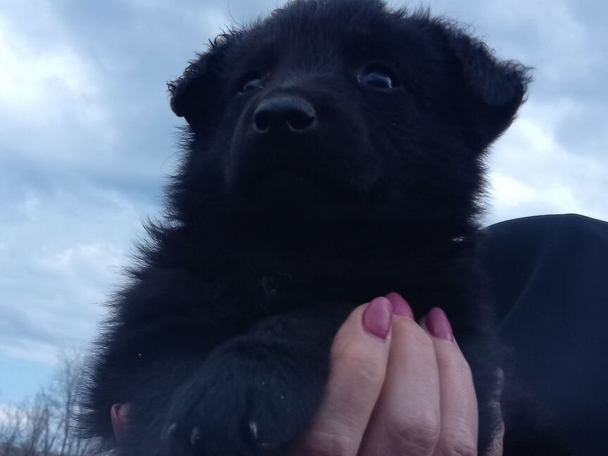 Щеночек-черныш,1.5 мес