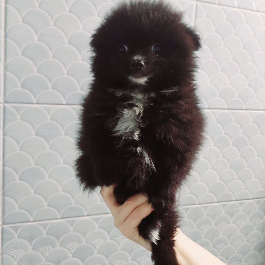 Немецкий Шпиц