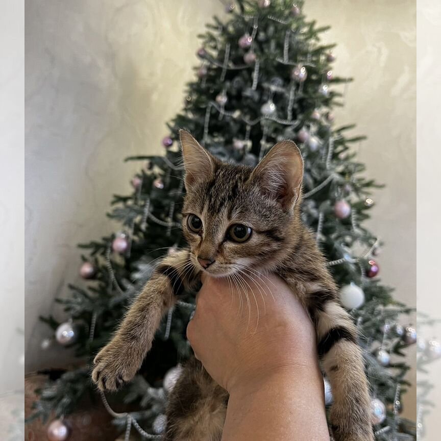 Два кота и одна кошечка