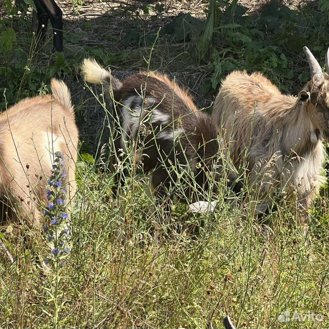 Козы на мясо