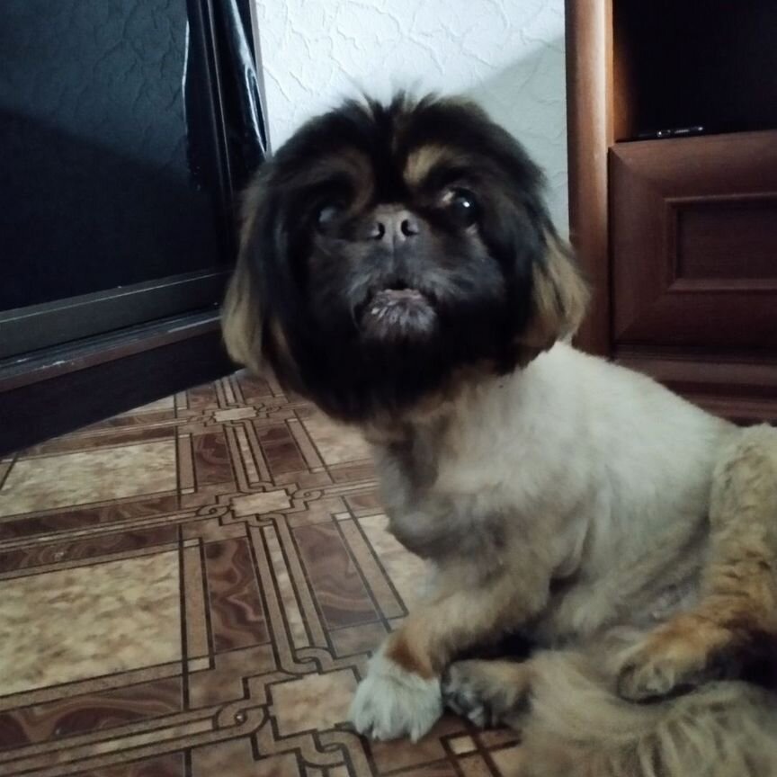 Отдам в добрые руки