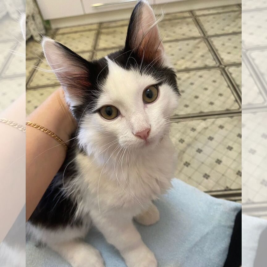 Котенок с красивыми глазками ищет дом