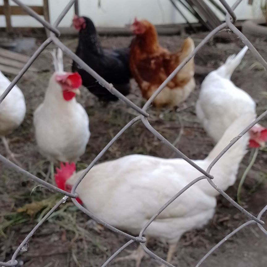 Куры несушки продам