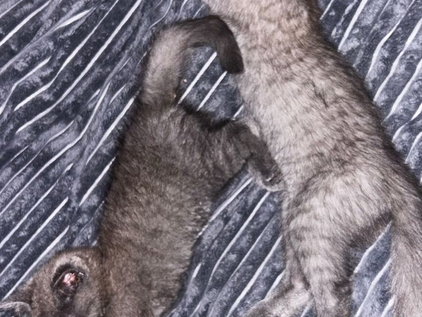 Продаются шотланские котята