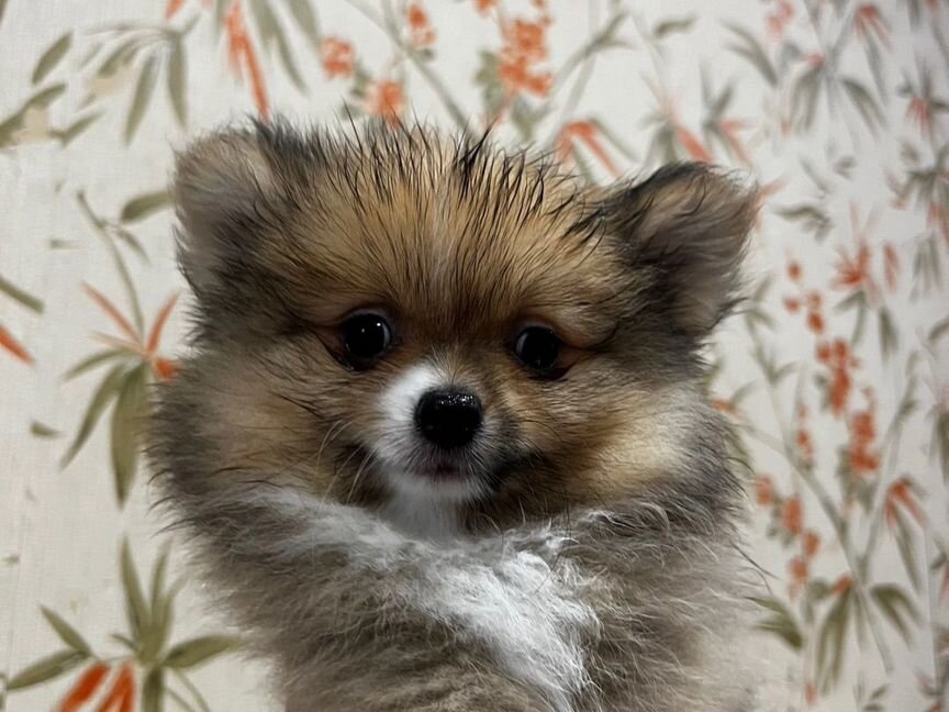 Померанский шпиц