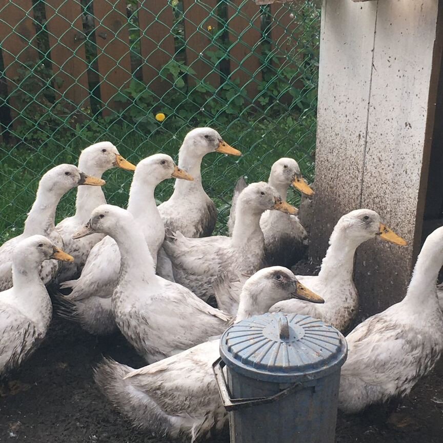 Утки агидель