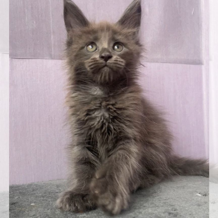 Мейн-кун котёнок